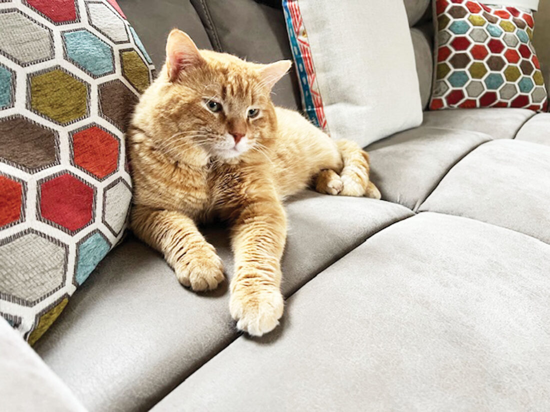 A Purrfect Opportunity: Mid-Ohio Valley nonprofit formed to support ...